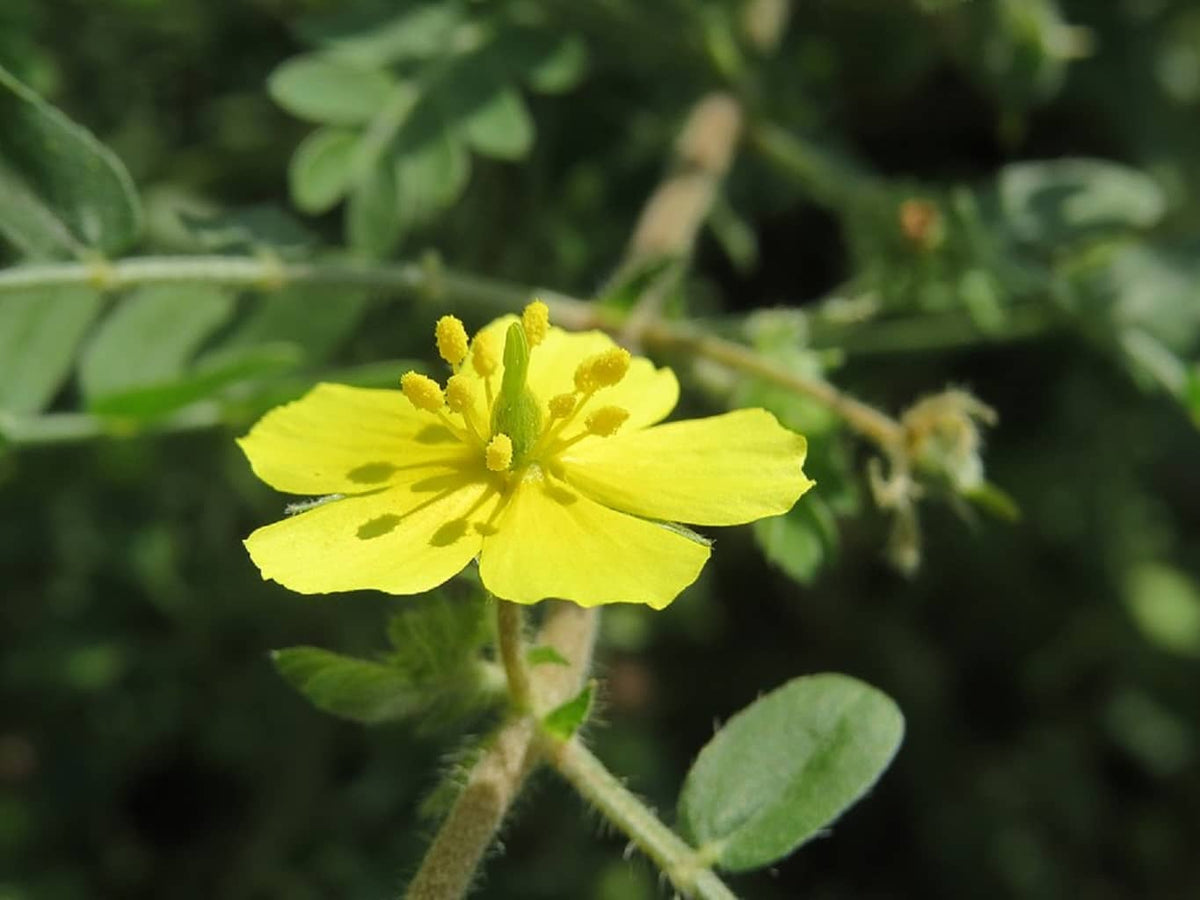 Tribulus Terrestris : bienfaits, propriétés et conseils d’utilisation